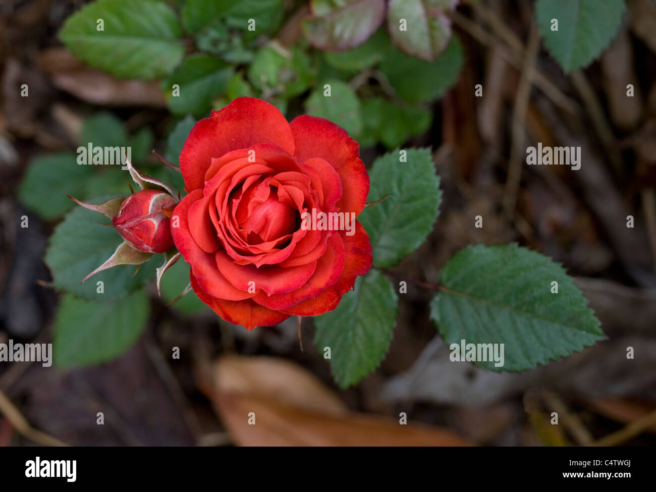 Dwarf red hi-res stock photography and images - Alamy