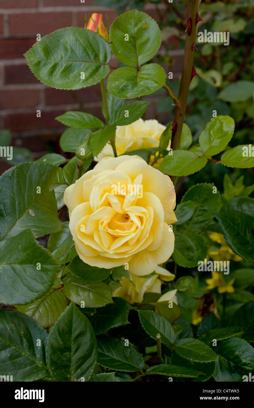 Floribundas hi-res stock photography and images - Alamy