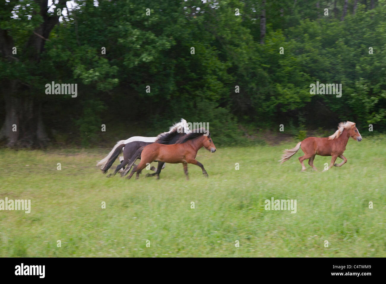 Four Horses Running In A Field High Resolution Stock Photography and ...