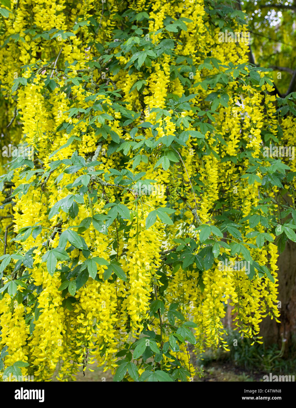 Labunum hi-res stock photography and images - Alamy