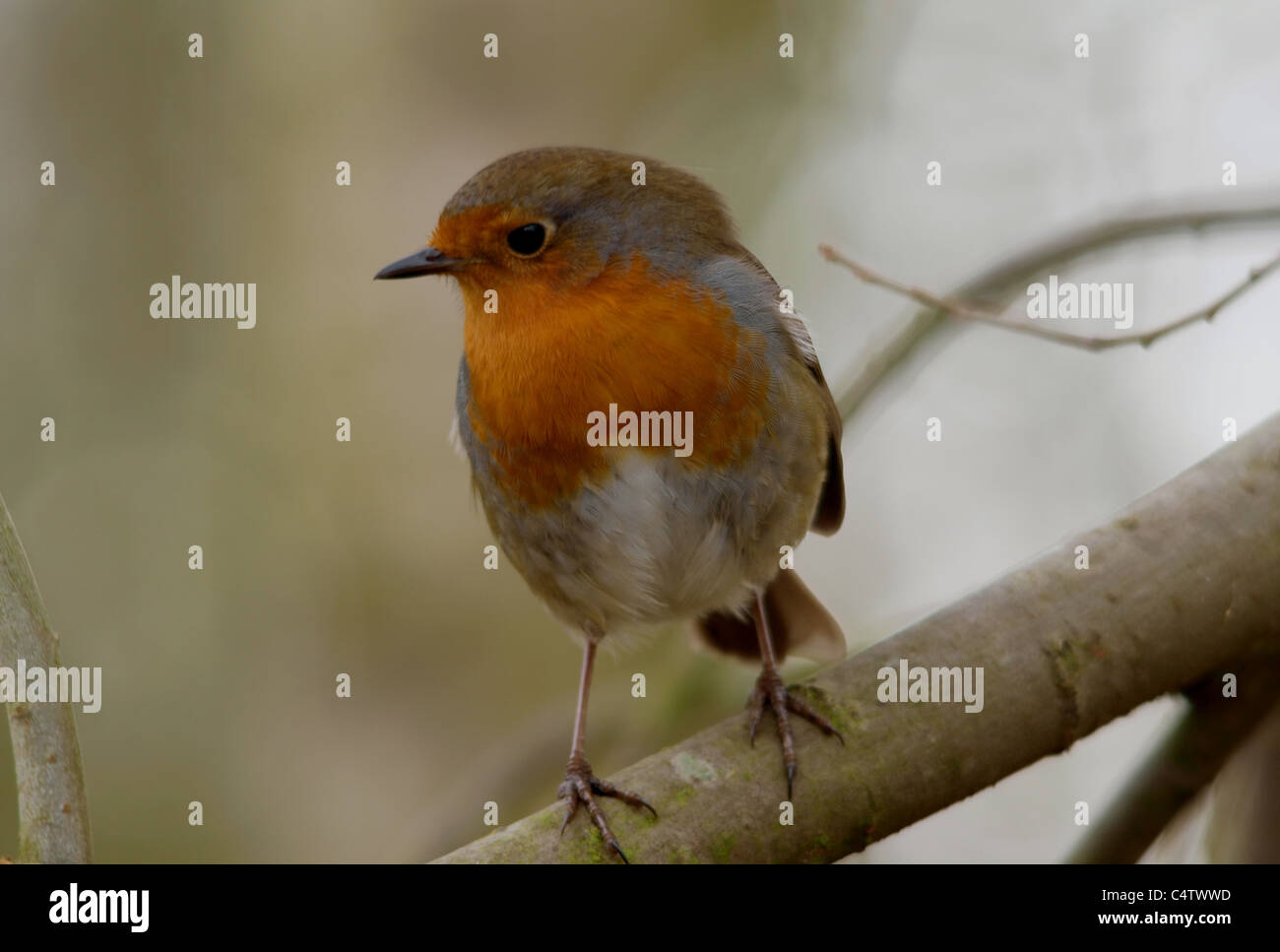 Robin close up Stock Photo - Alamy