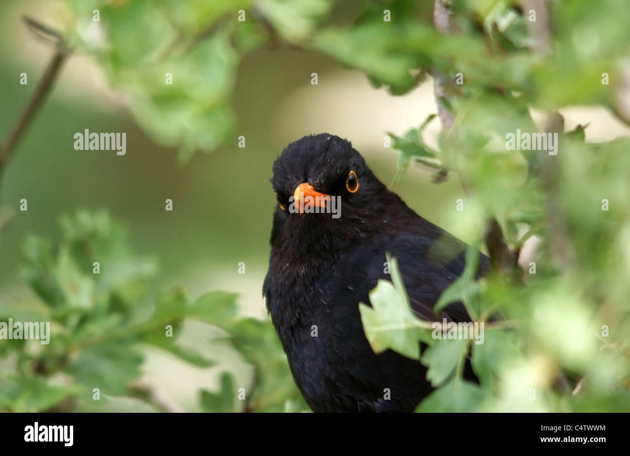 Eurasian blackbird yorkshire hi-res stock photography and images - Alamy