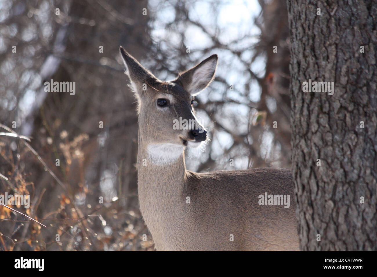 Deer Looking Around A Tree Roe Deer Wikipedia