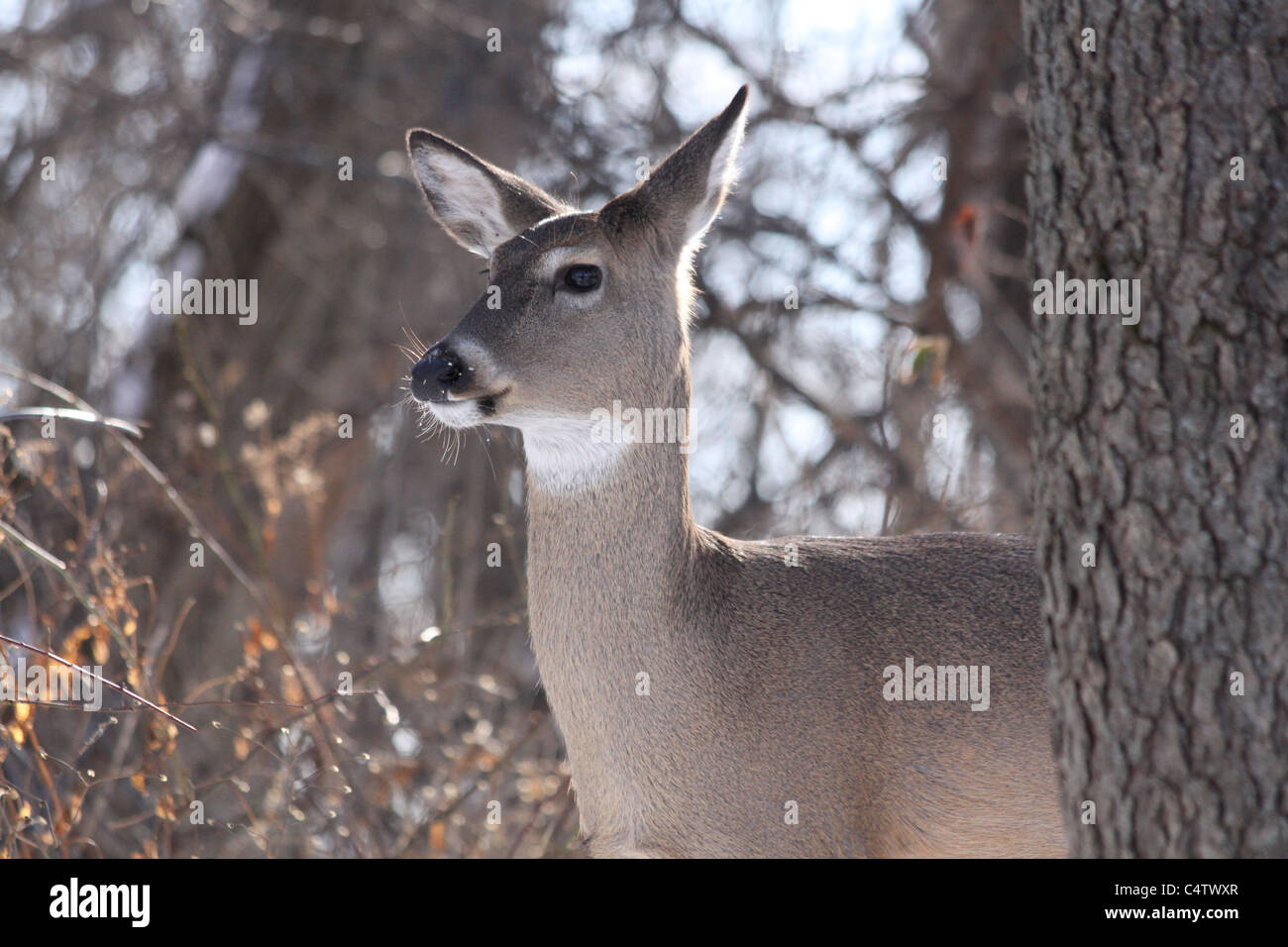 Deer looking at tree hi-res stock photography and images - Alamy