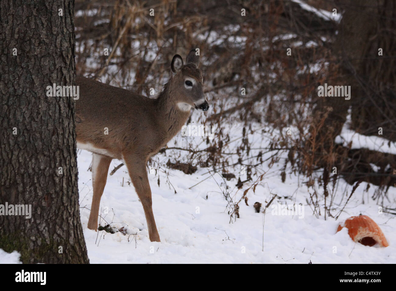 Frozen woods hi-res stock photography and images - Alamy