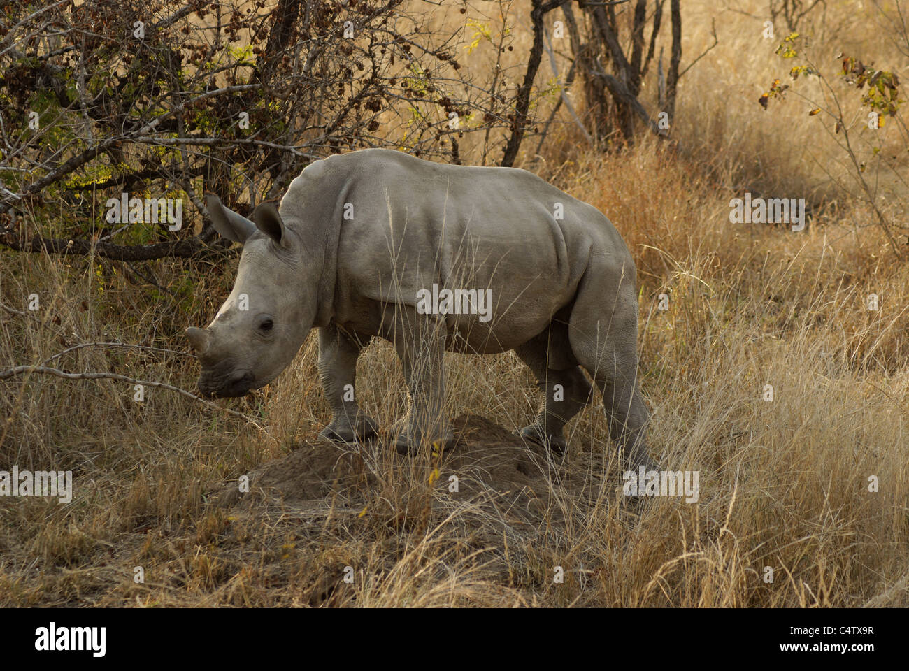 Rhino face side view hi-res stock photography and images - Alamy