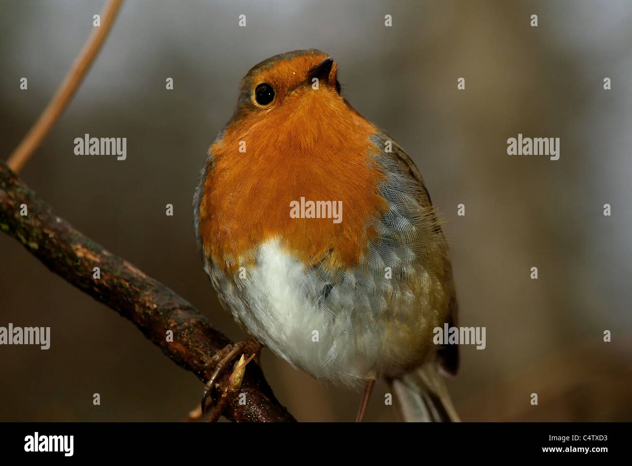 Robin close up Stock Photo - Alamy Robin close up Stock Photo - Alamy