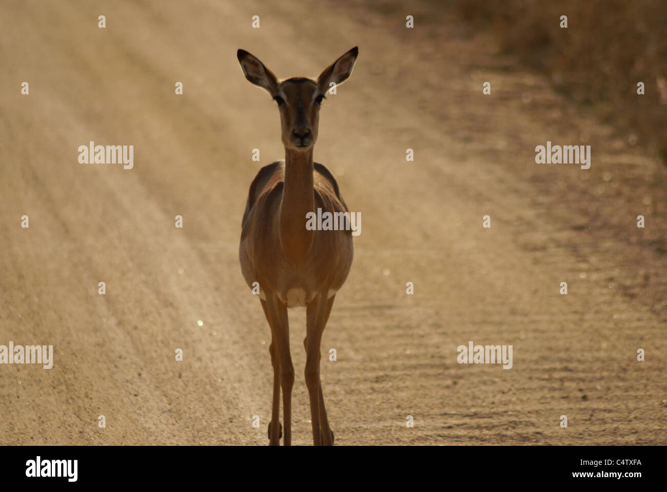 Wild Impala Antelope Stock Photo - Alamy