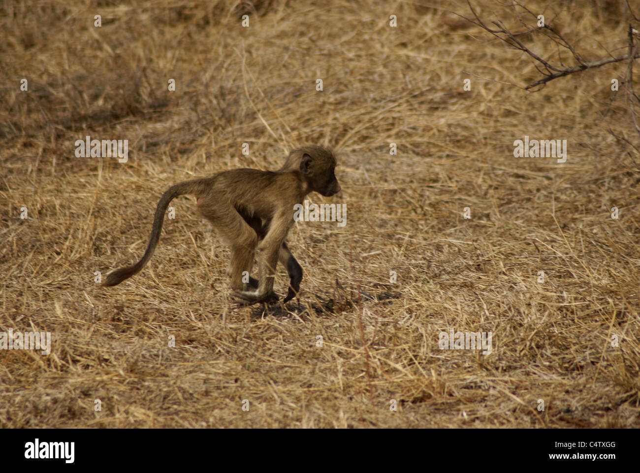Running monkey hi-res stock photography and images - Alamy