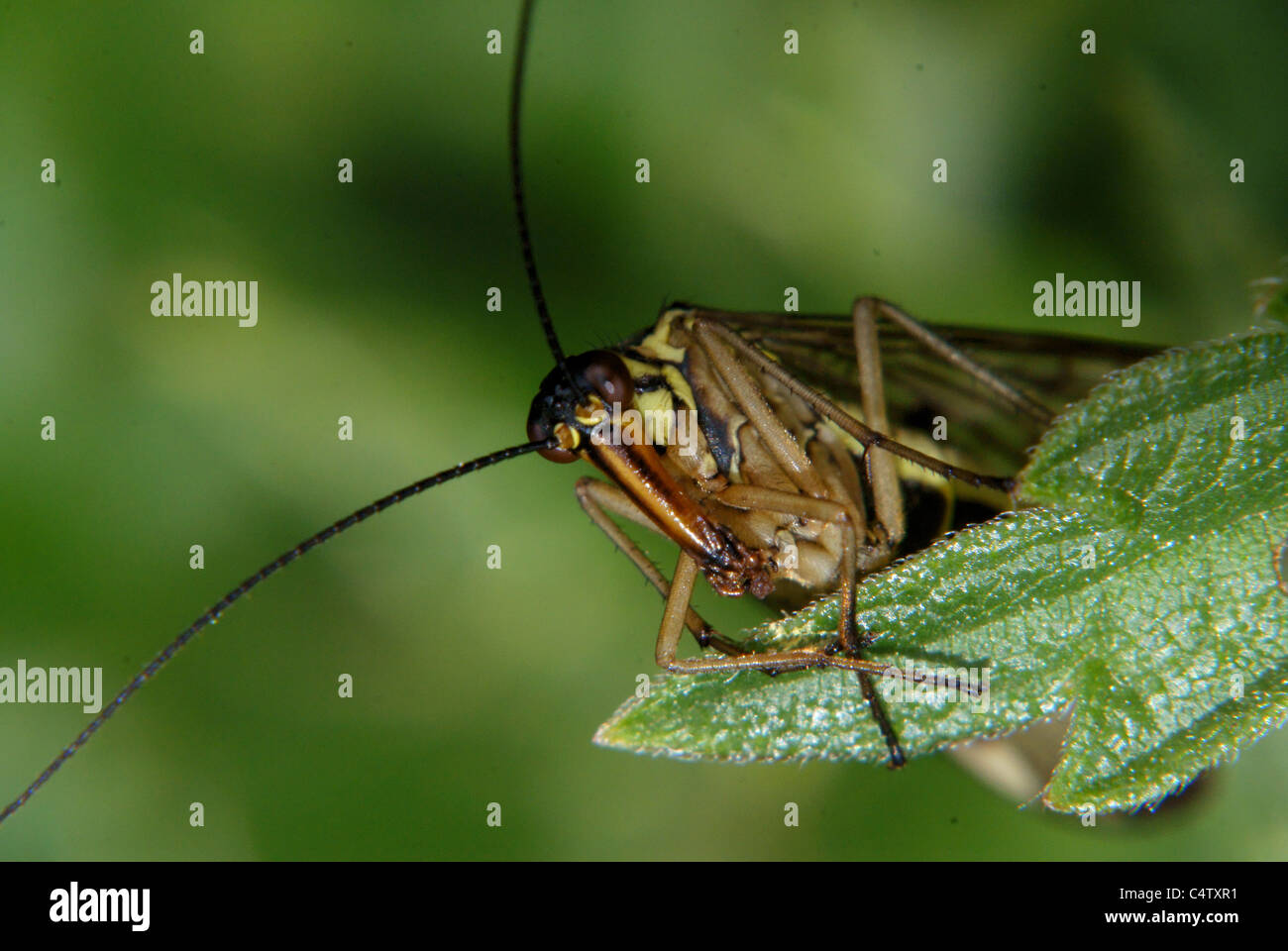 Scorpionfly mecoptera predator hi-res stock photography and images - Alamy