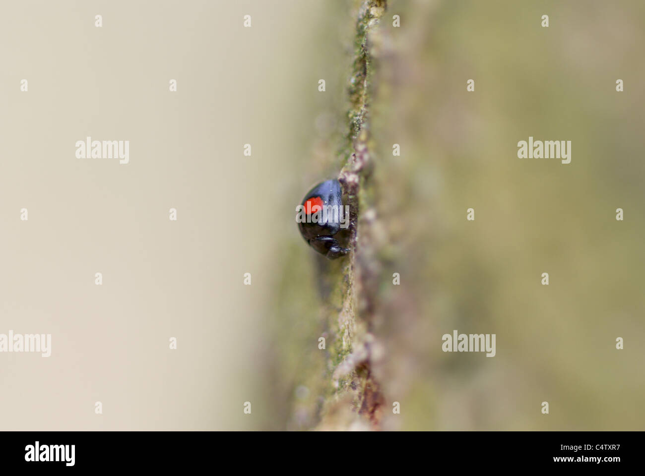 Xena hi-res stock photography and images - Alamy