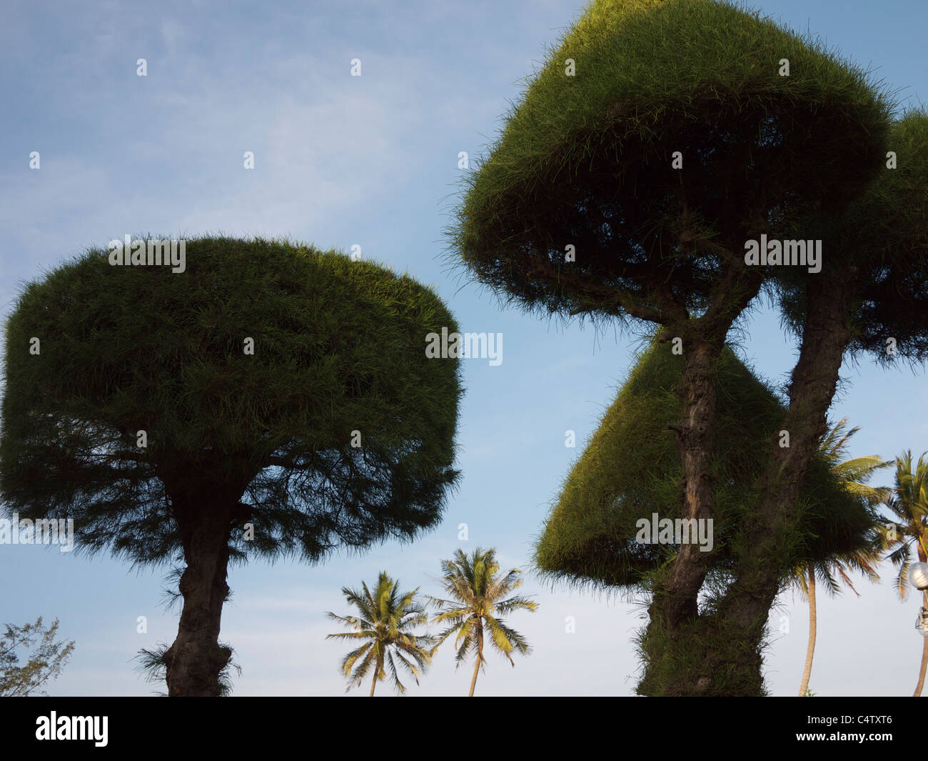 Cone shaped trees hi-res stock photography and images - Alamy