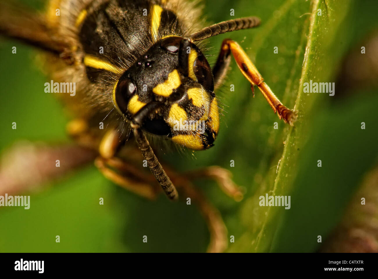 Wasp hi-res stock photography and images - Alamy
