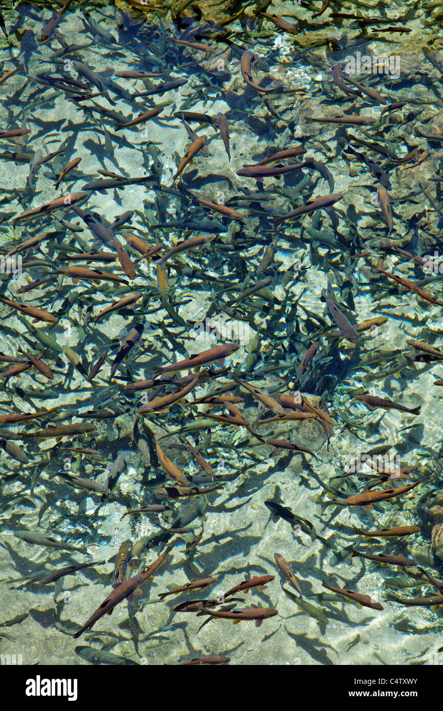 Holy fish hi-res stock photography and images - Alamy