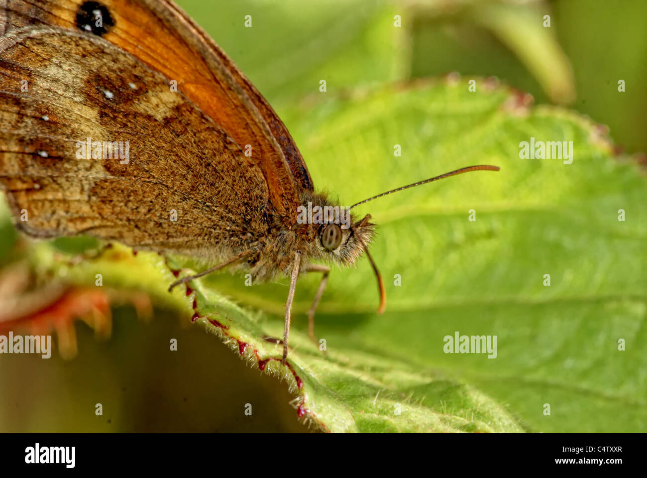 Butterfly horn hi-res stock photography and images - Alamy
