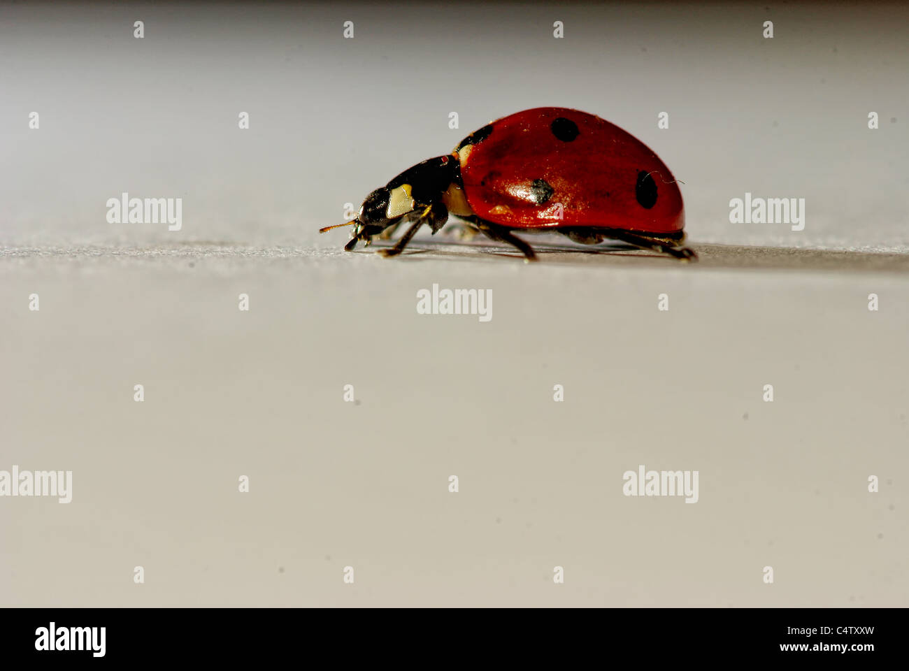 Ladybird shadow hi-res stock photography and images - Alamy