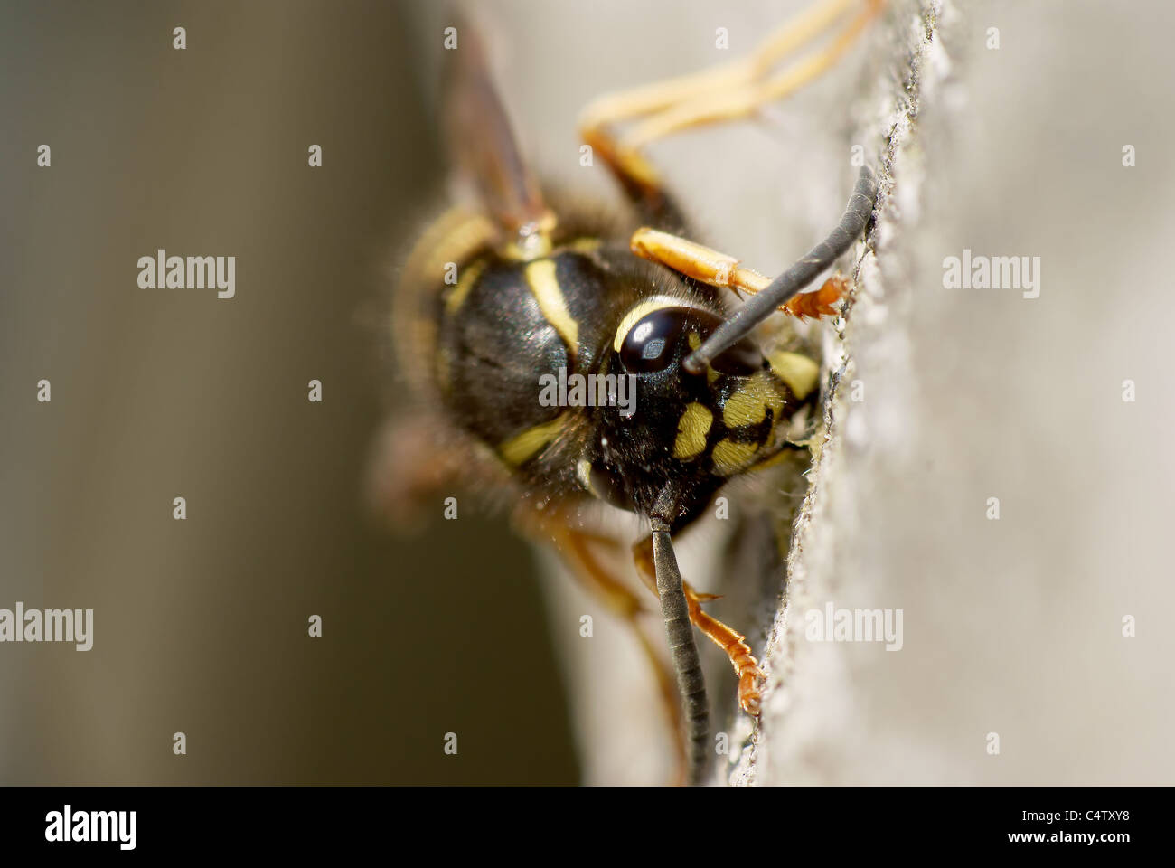 Wasp hi-res stock photography and images - Alamy
