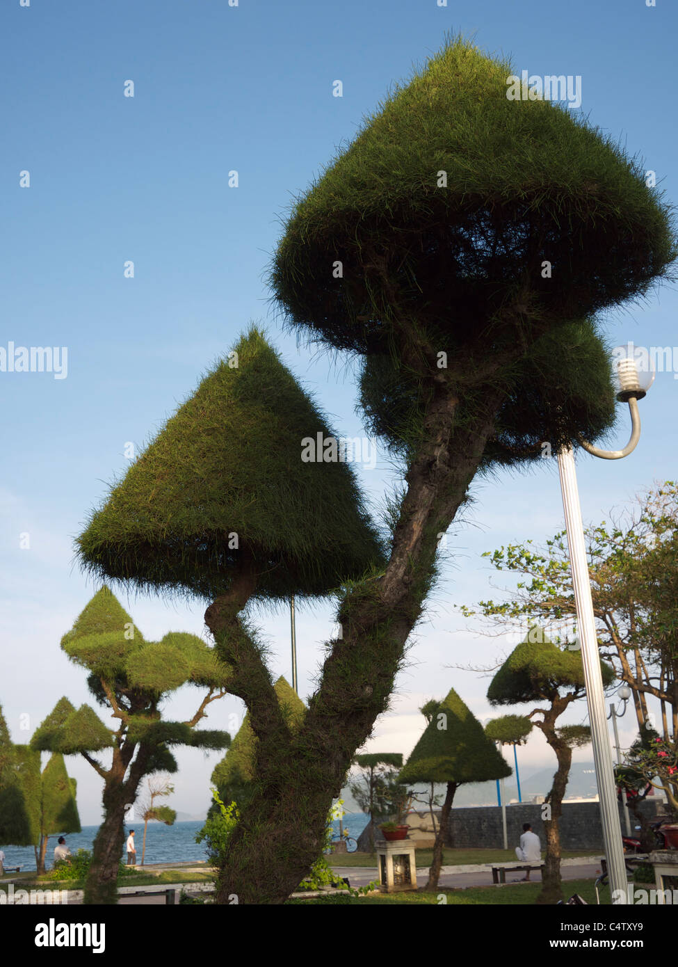 Cone Shaped Trees High Resolution Stock Photography and Images - Alamy