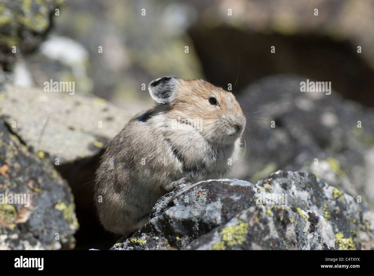 American pika on rock in the Frank Church - River of No Return ...
