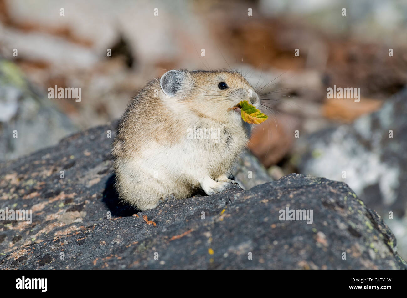 American pika ochotona princeps on hi-res stock photography and images ...