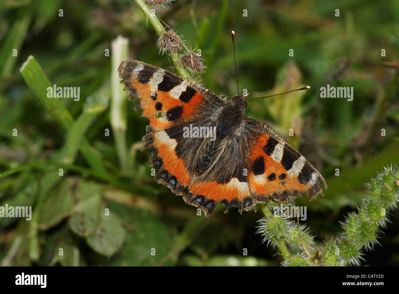 Small Tortoiseshell butterfly Stock Photo - Alamy
