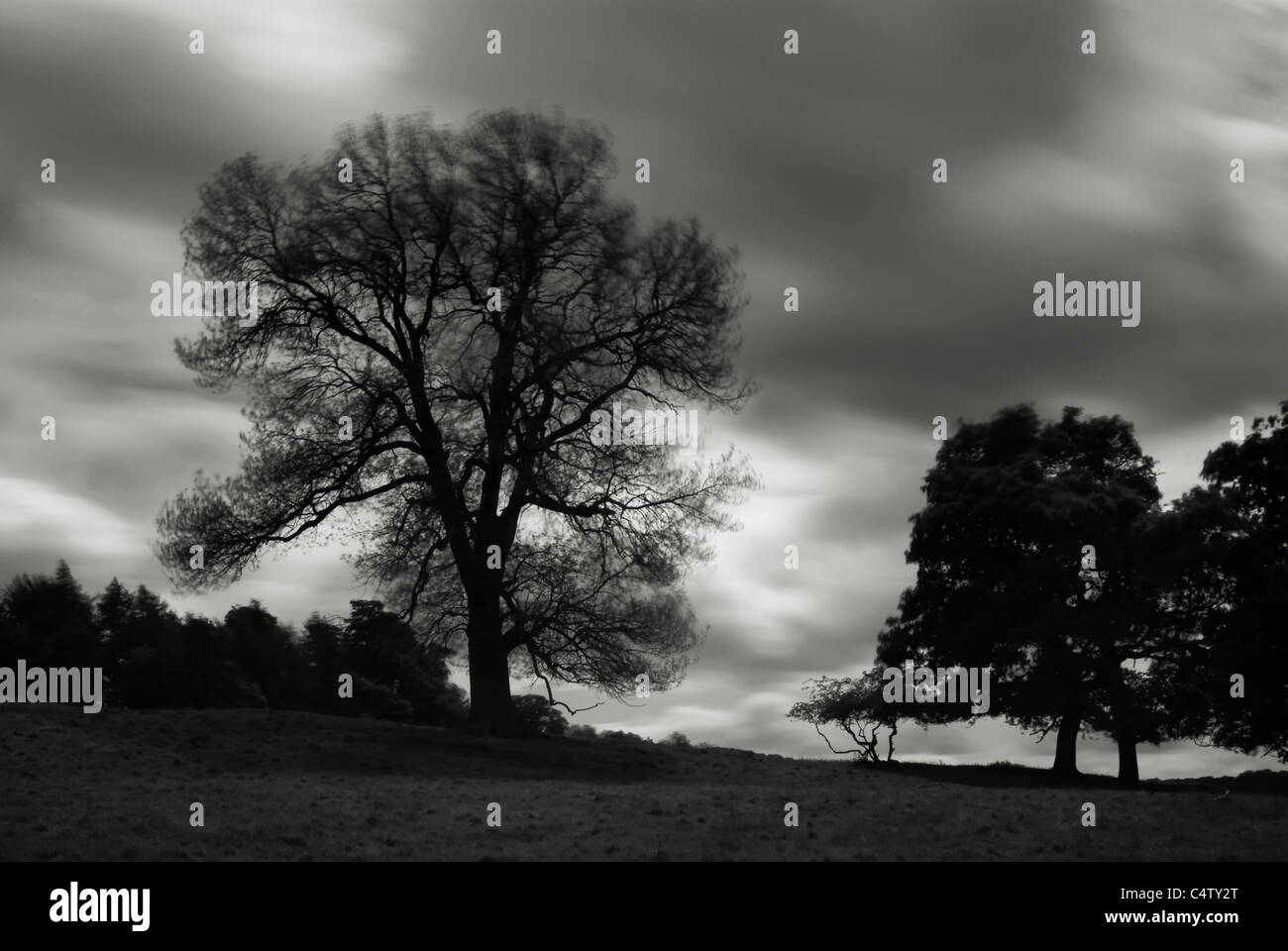 Exposure tree hi-res stock photography and images - Alamy