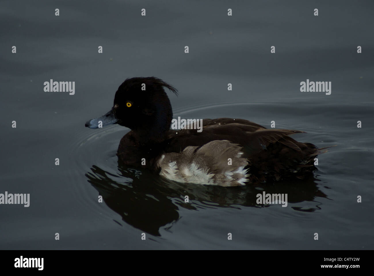 Goldeneye duck hi-res stock photography and images - Alamy