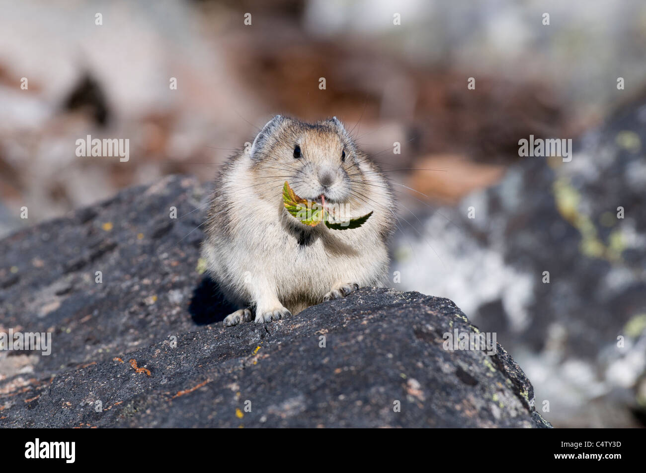 Indicator species hi-res stock photography and images - Alamy