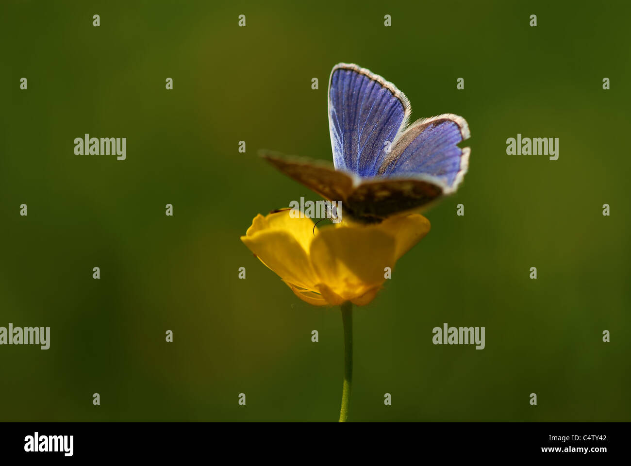 Small Blue Butterfly Stock Photo - Alamy