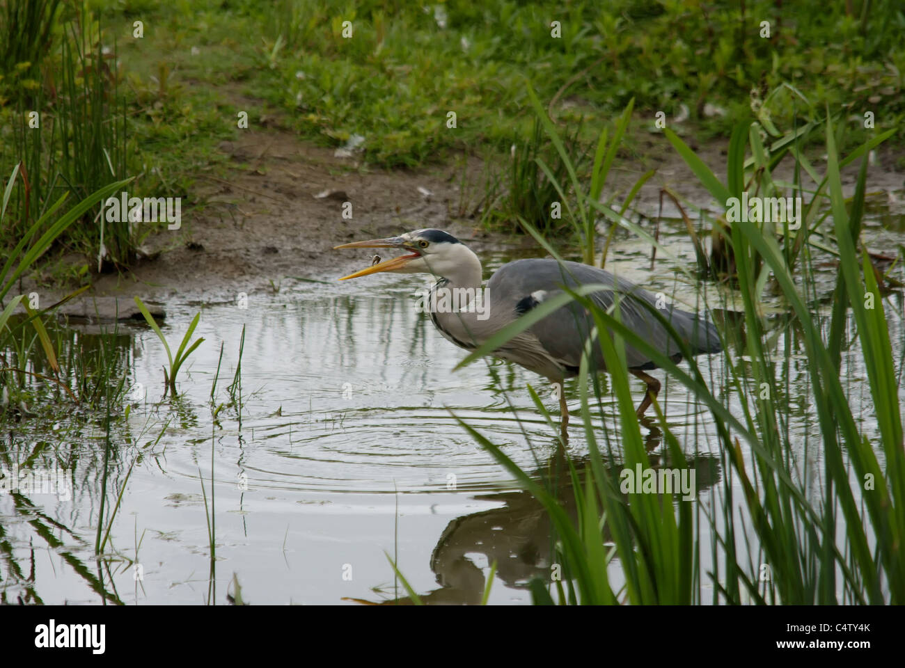 Grey herron hi-res stock photography and images - Alamy