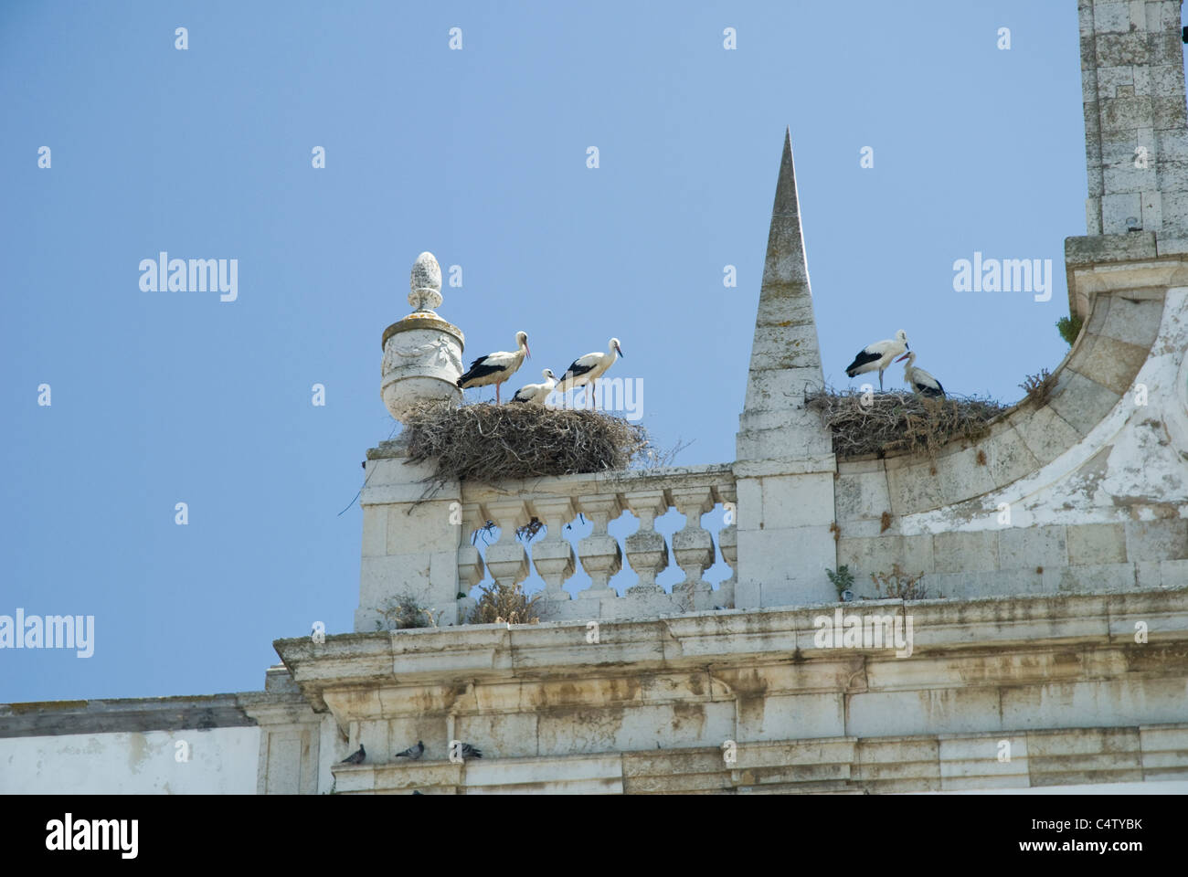 White storks nesting on a historic building in the town of Faro ...