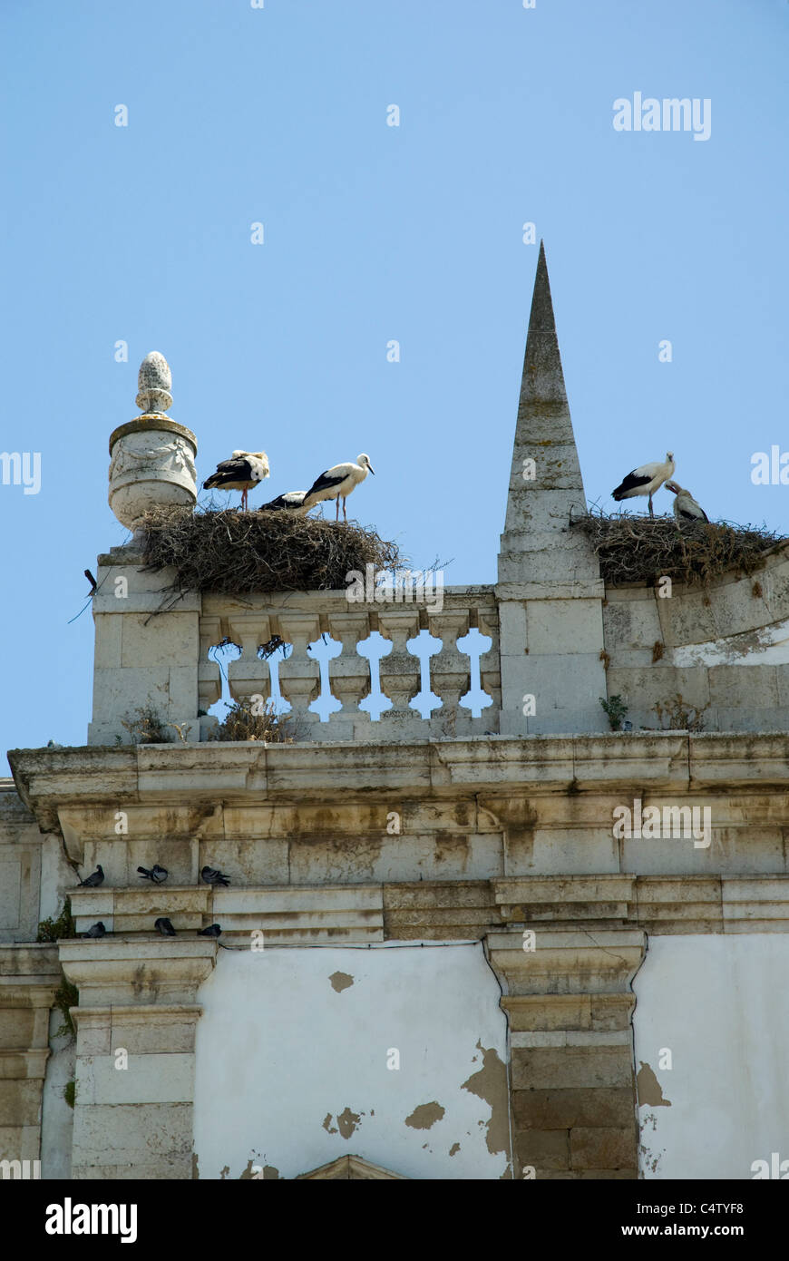 White storks nesting on a historic building in the town of Faro ...