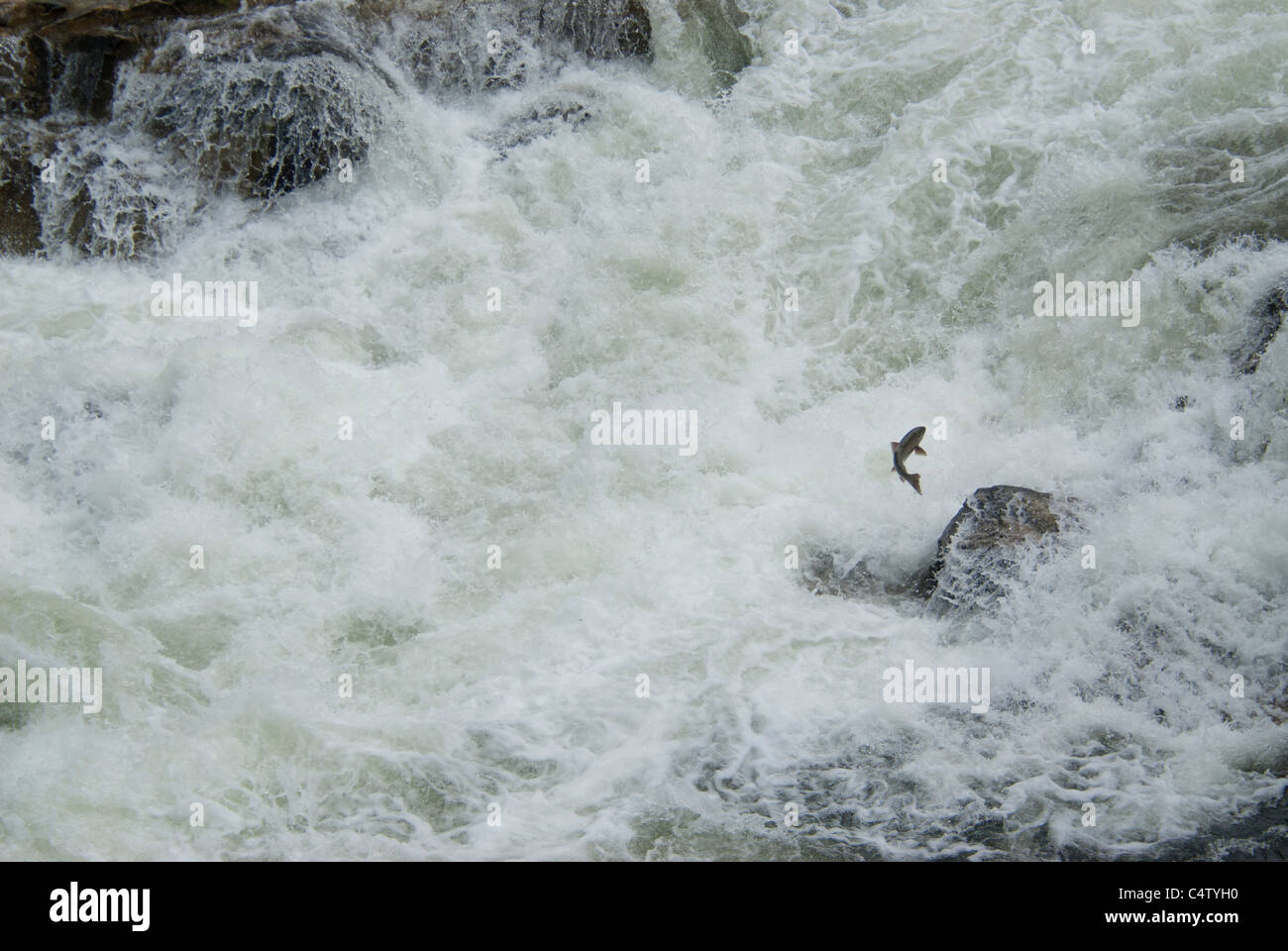 Chinook salmon jumping waterfall Stock Photo - Alamy