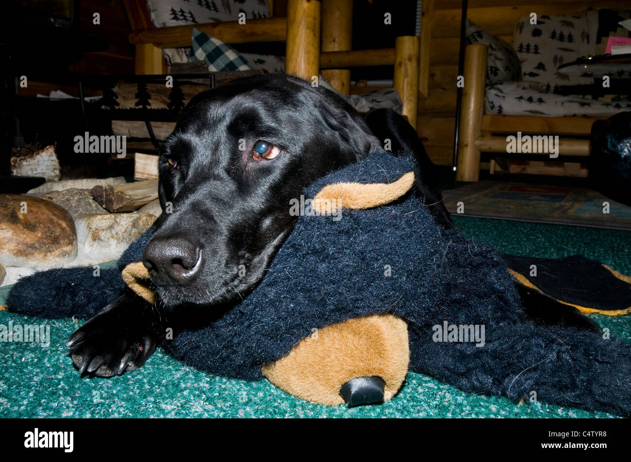 Black labrador retriever laying hi-res stock photography and images - Alamy