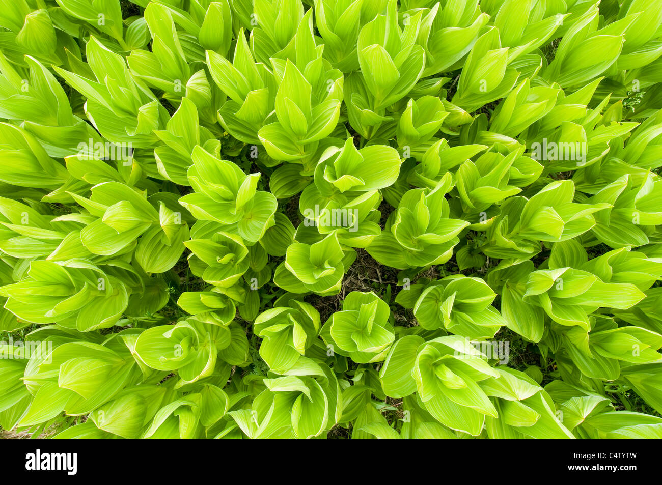 False hellebore hi-res stock photography and images - Alamy