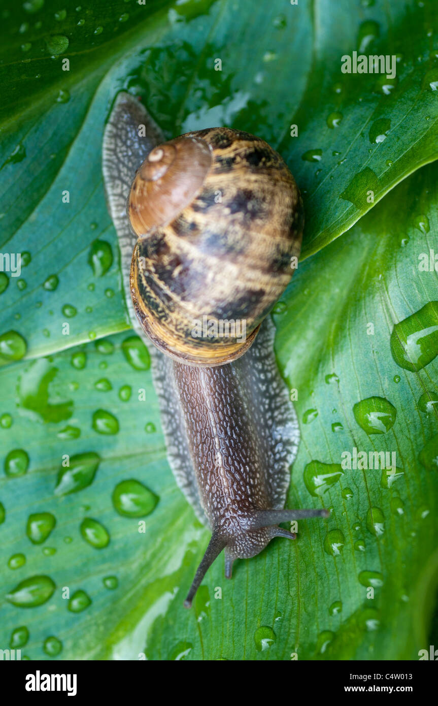 Common Garden Snail-Helix Aspersa-close-up,SURREY,UK Stock Photo - Alamy
