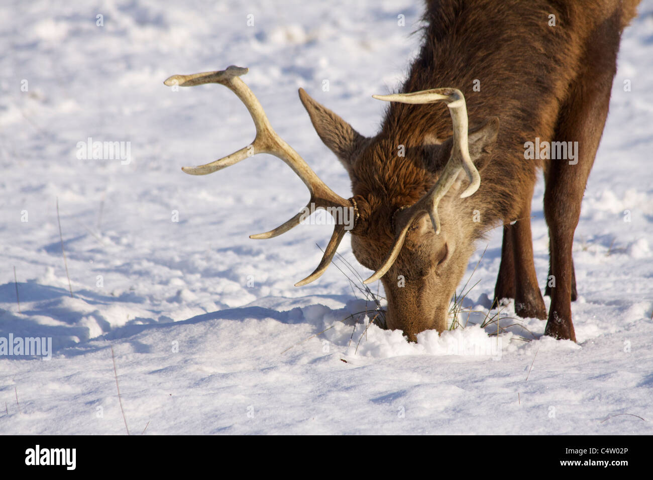 A Red Deer stag forages for food under the snow, in the winter in Bushy ...