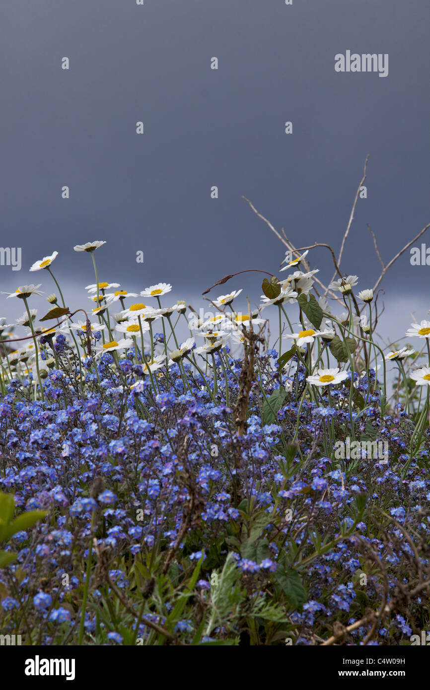 Daisies forget me not flowers hi-res stock photography and images - Alamy
