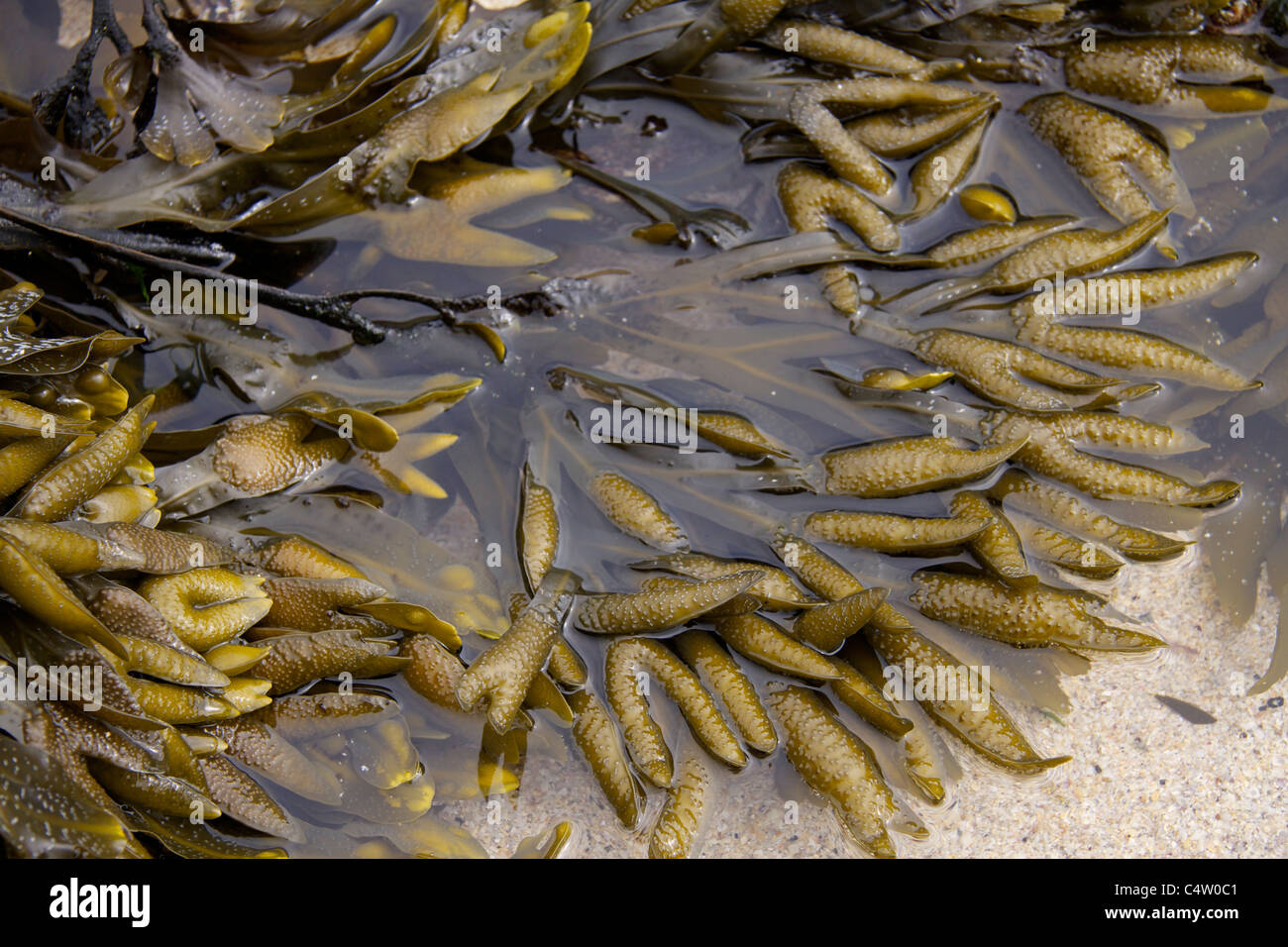 Channeled wrack - Pelvetia canaliculata, a seaweed that grows on the ...