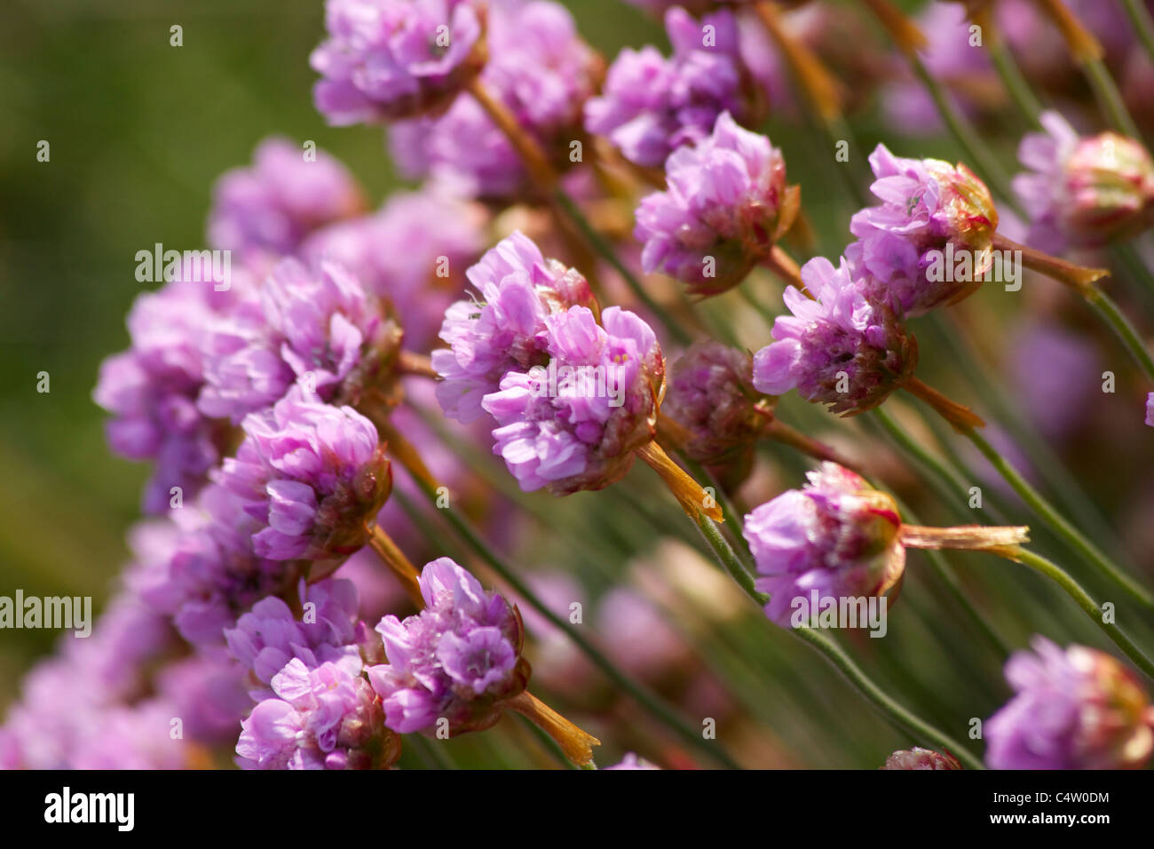 Pink thrift (Ameria maritima) growing on cliff on the South West Coast ...