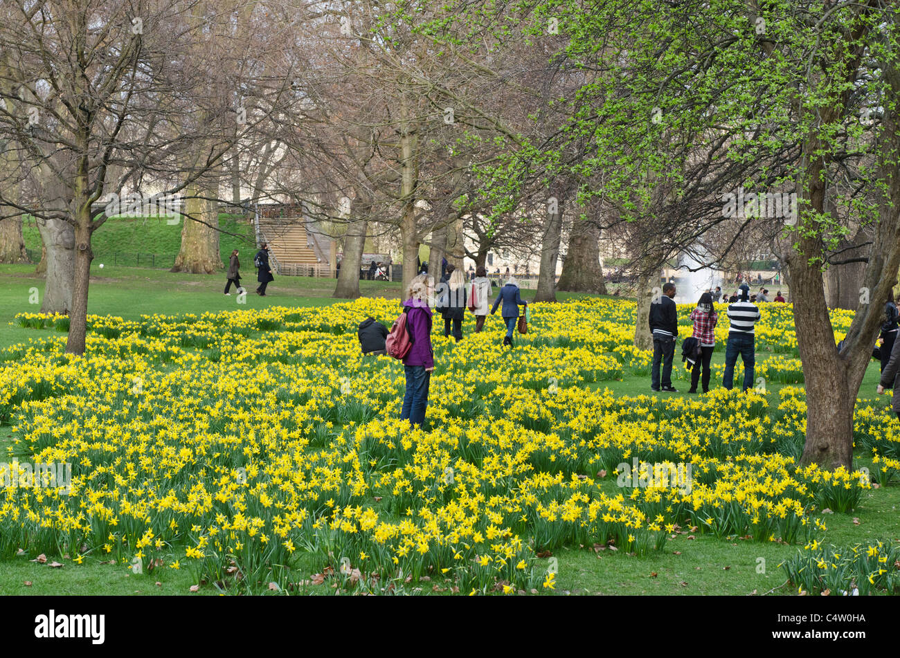 Daffodils St James's Park London UK Spring flowers Stock Photo - Alamy
