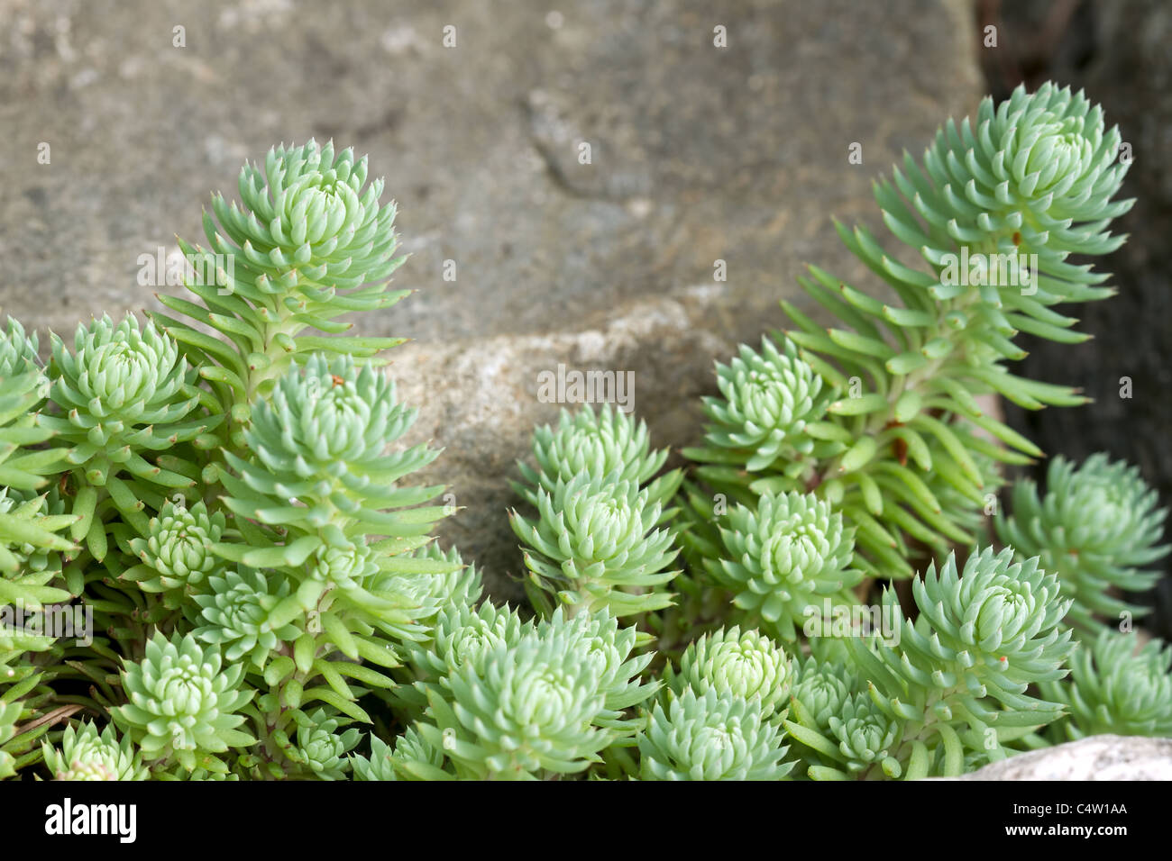 Succulents hi-res stock photography and images - Alamy