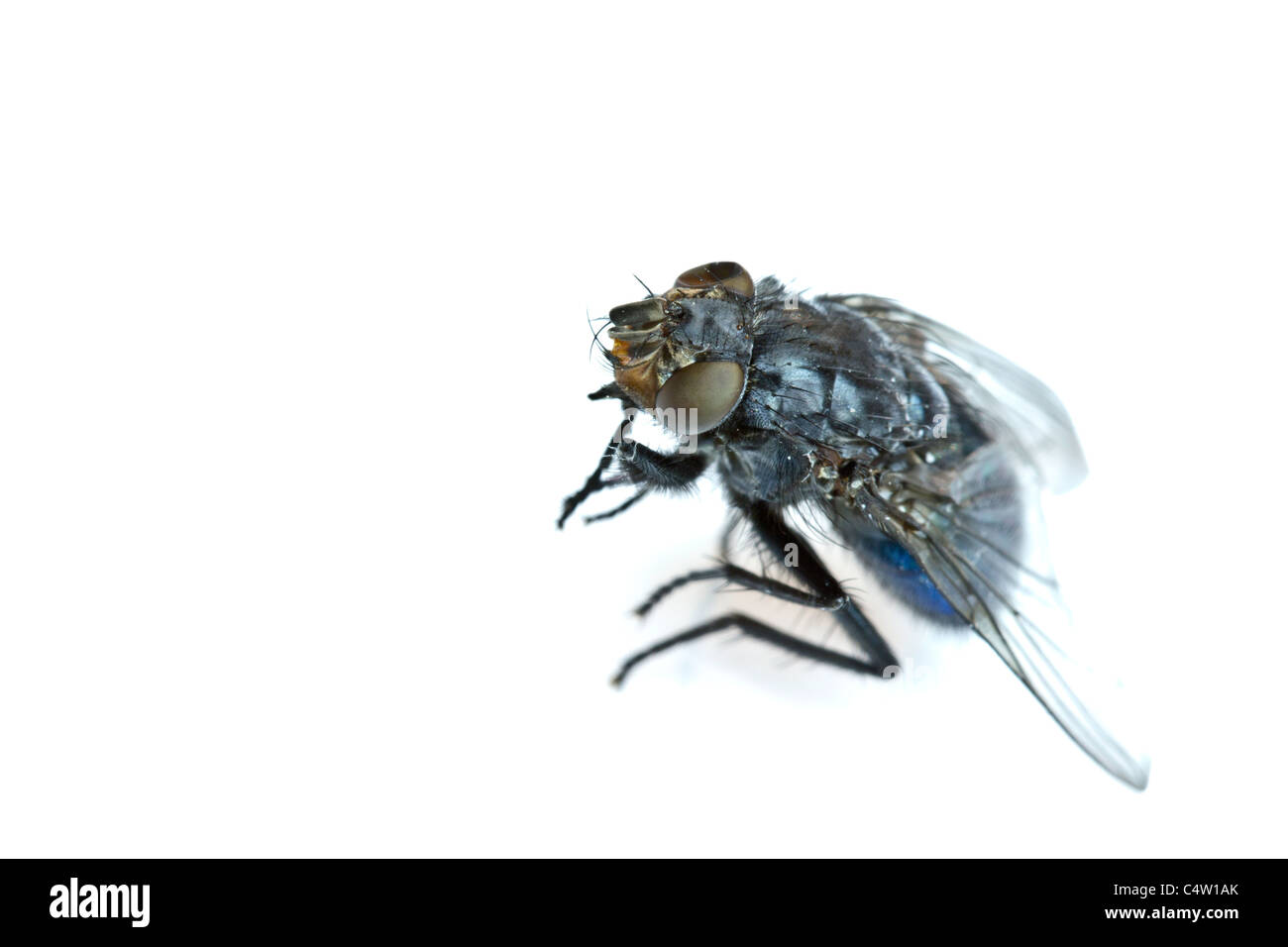 a common house fly looking like it is about to take off for flight ...