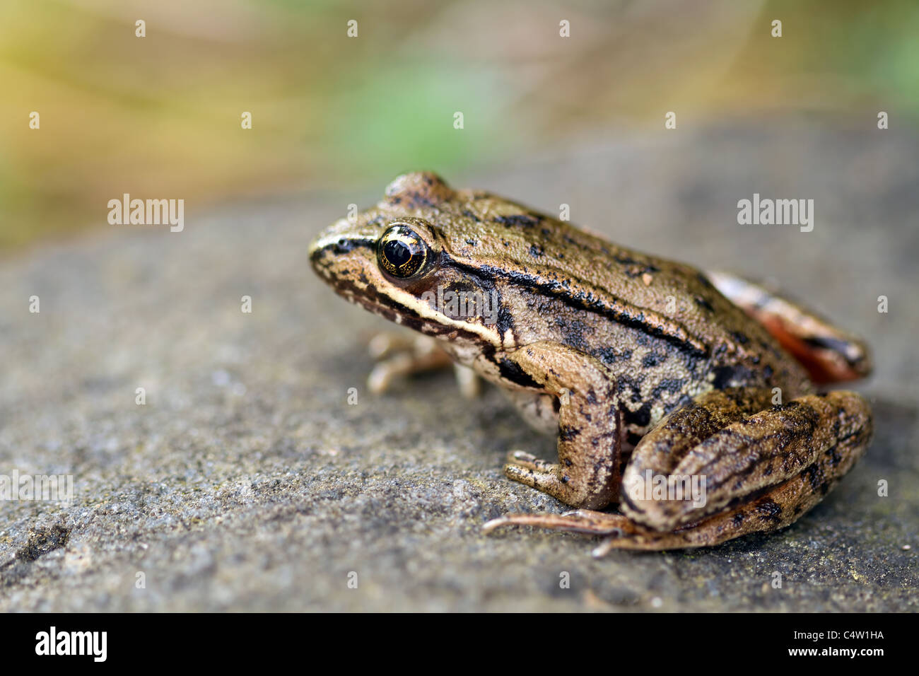 Pacific tree frog hi-res stock photography and images - Alamy