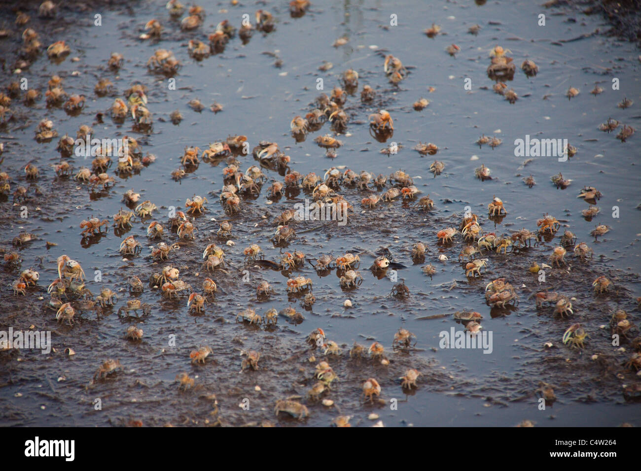 Fiddler crab feeding hi-res stock photography and images - Alamy