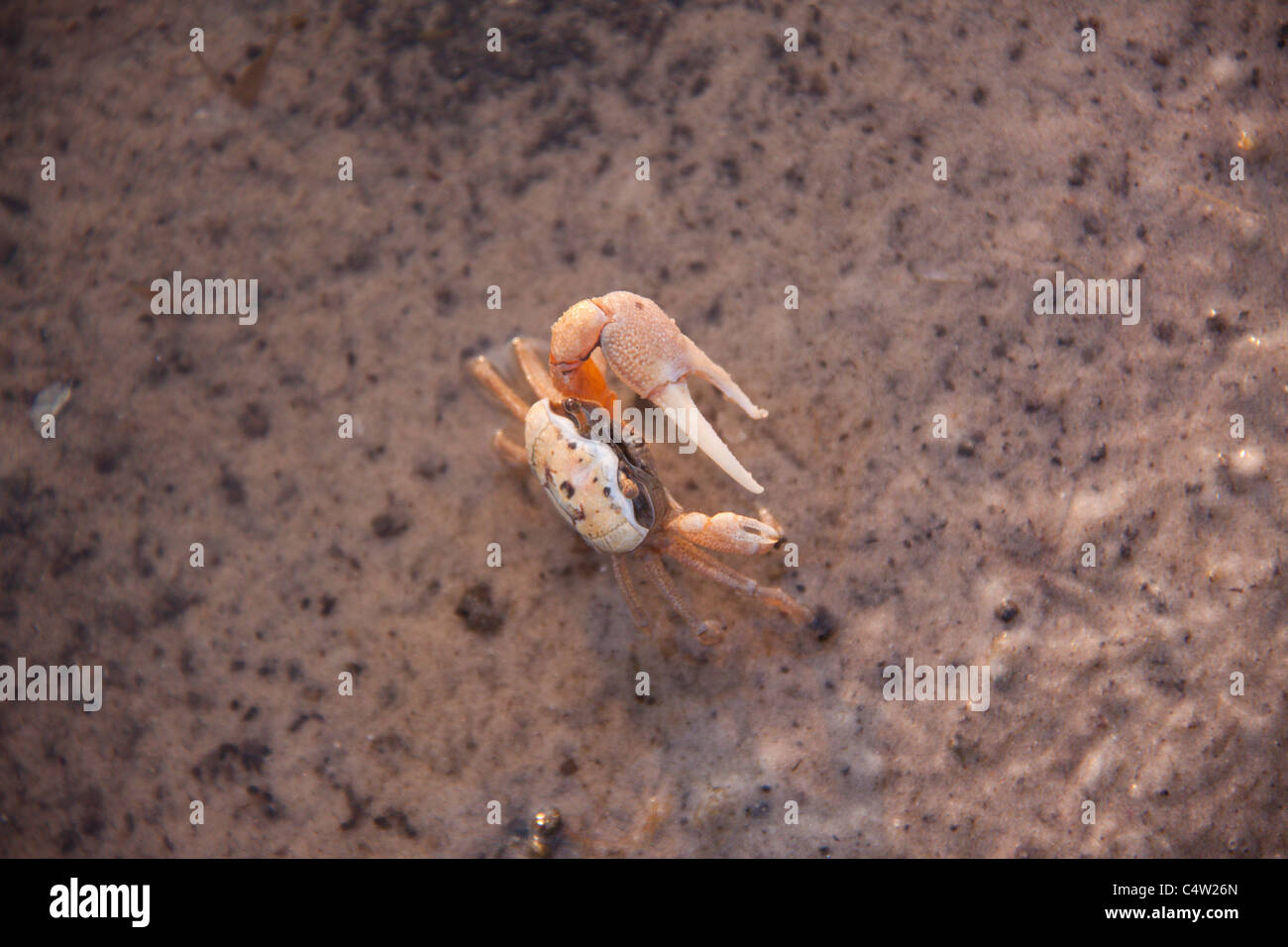 Fiddler crab (uca) at St Marks National Wildlife Refuge, Florida, USA ...