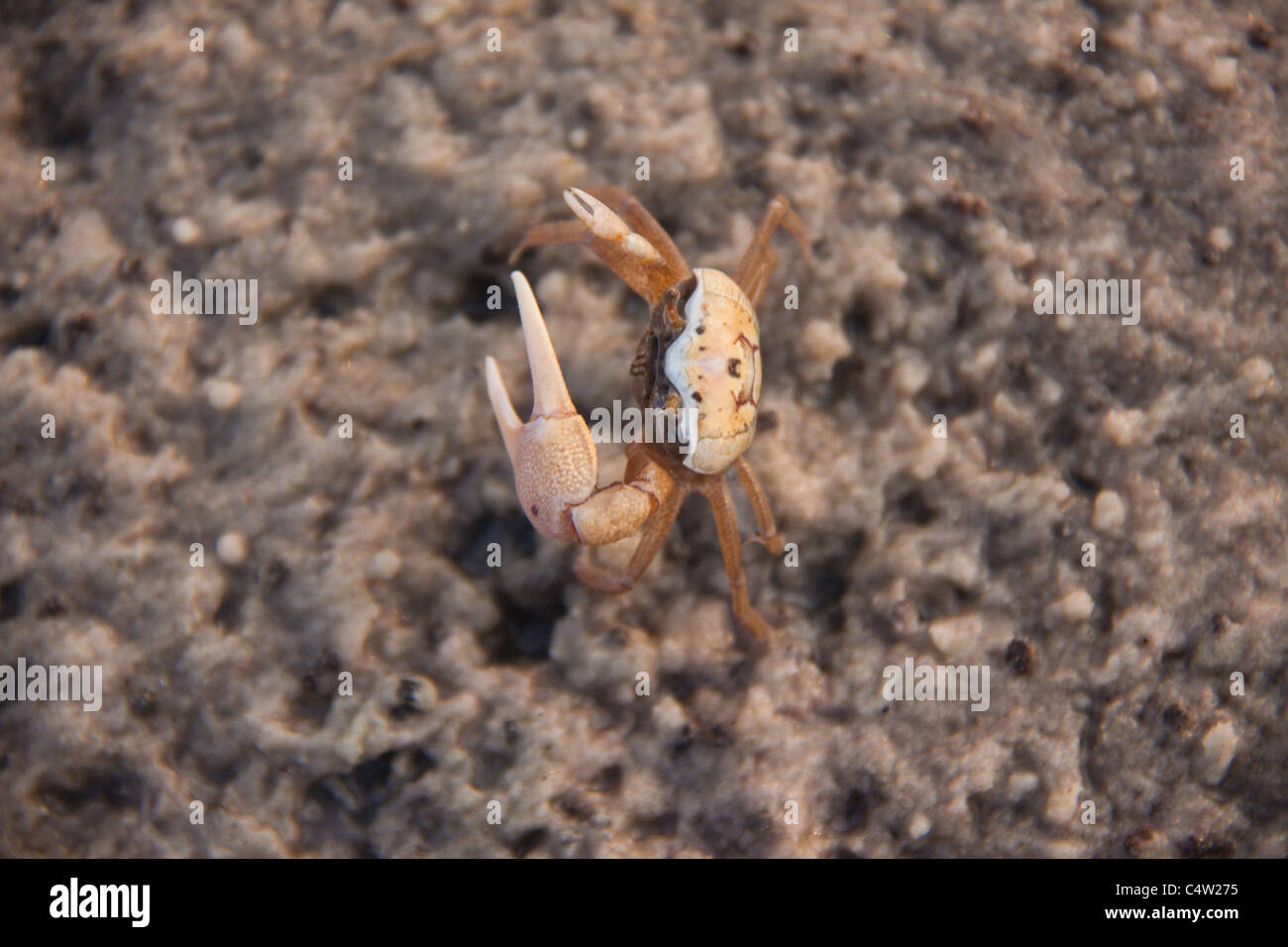 Fiddler crab (uca) at St Marks National Wildlife Refuge, Florida, USA ...