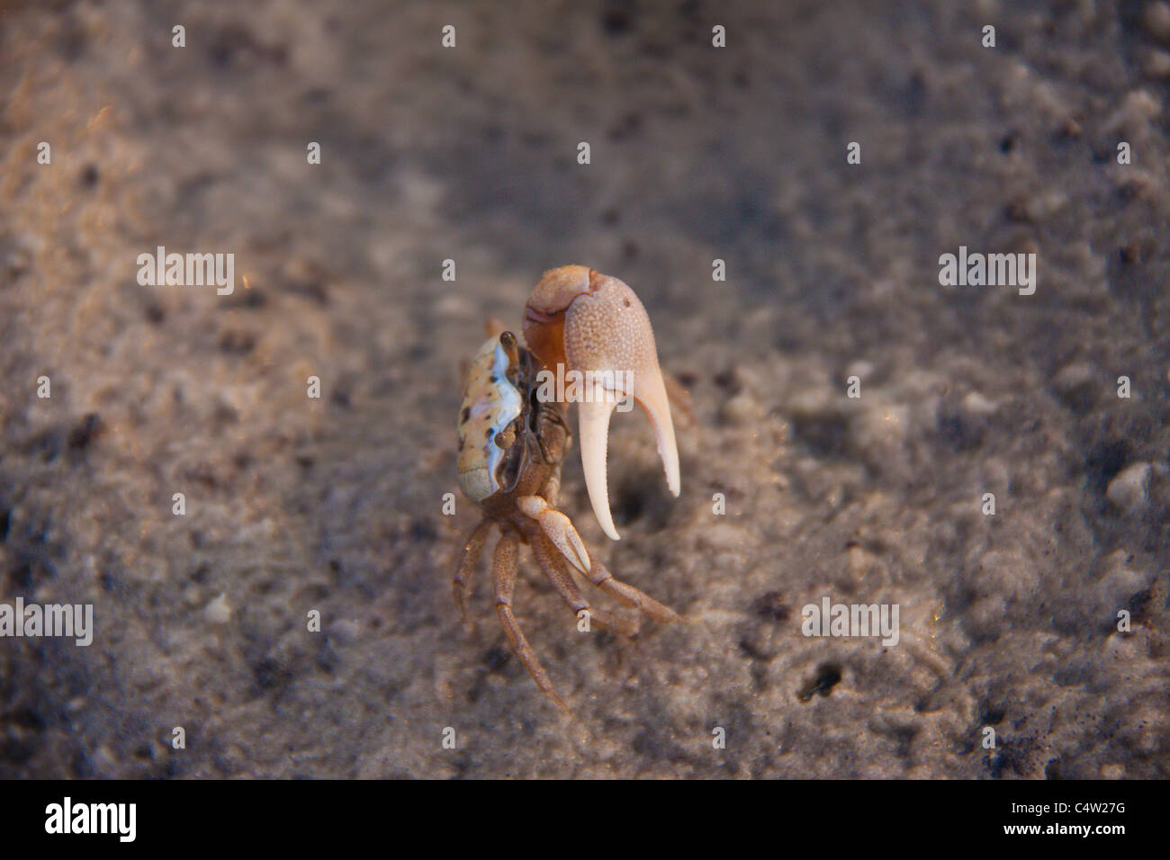 Fiddler crab (uca) at St Marks National Wildlife Refuge, Florida, USA ...
