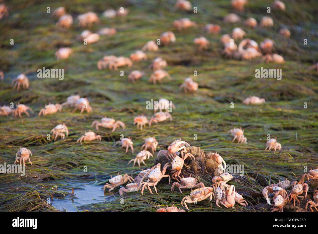 Fiddler crabs hi-res stock photography and images - Alamy