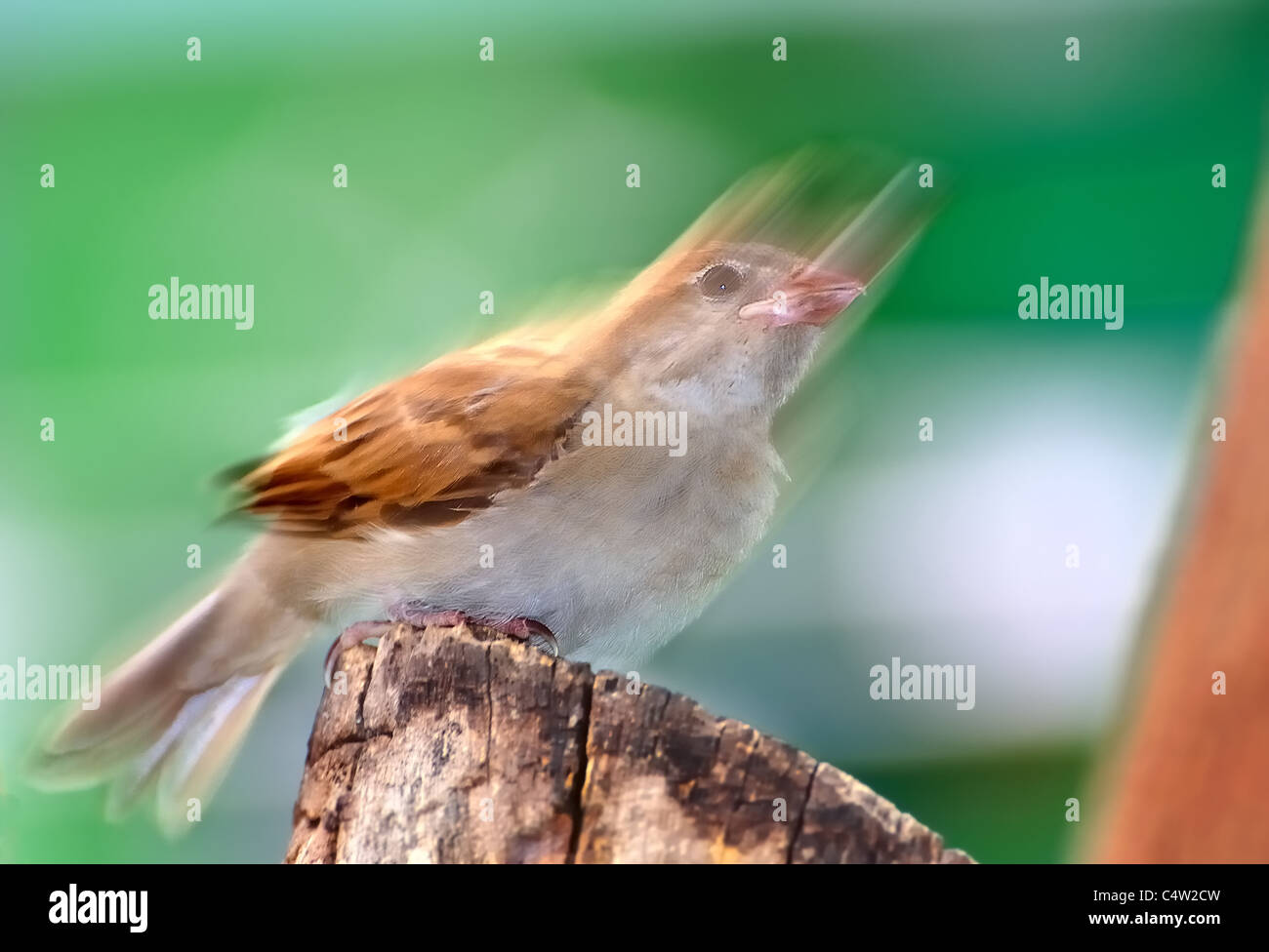 A House Sparrow, taking off from a Neem tree stump, Motion blur Stock ...